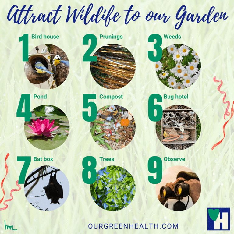 Attract Wildlife to our Garden to Promote Biodiversity in a Diverting Way