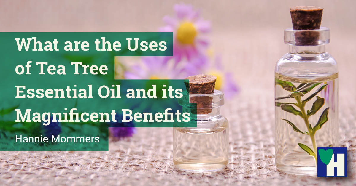 What are the Uses of Tea Tree Essential Oil and its Magnificent Benefits