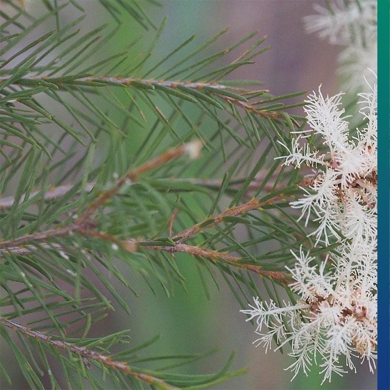 What are the Uses of Tea Tree Essential Oil and its Magnificent Benefits