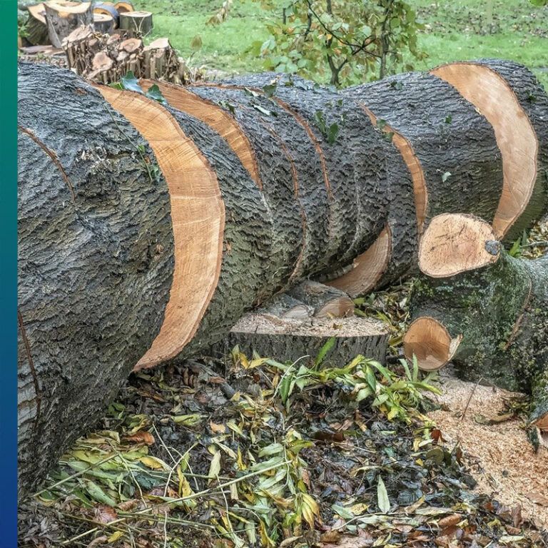 What are the Positive Effects of Deforestation or are the Negative ...