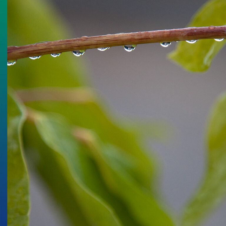 Collect Rainwater Safely and Effectively and Save on your Water Bill