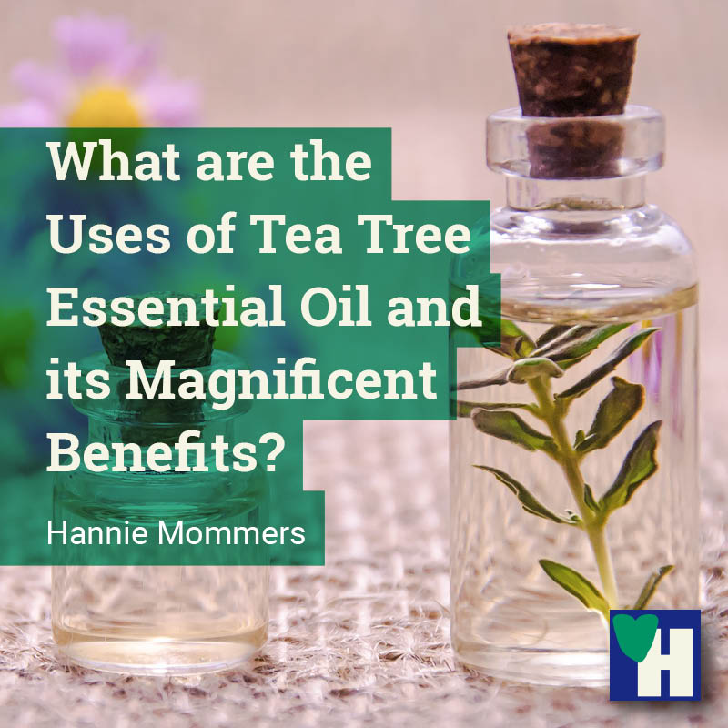 What are the Uses of Tea Tree Essential Oil and its Magnificent Benefits