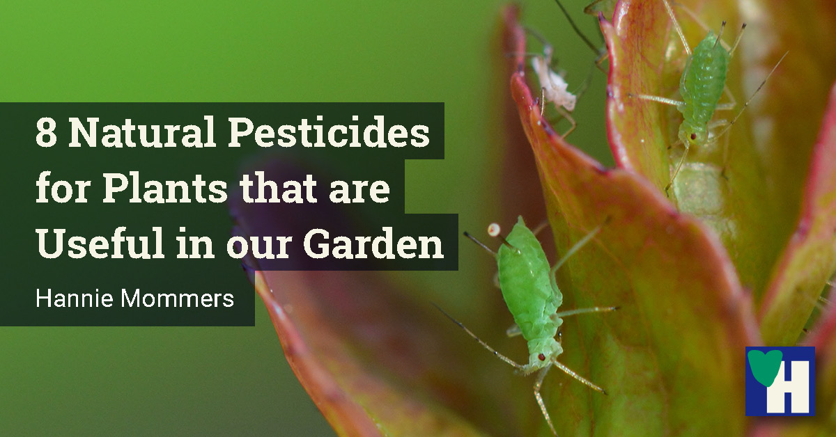 8 Natural Pesticides for Plants that are Useful in our Garden