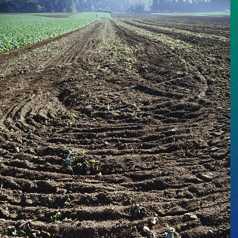 Sustainable Agricultural Practices Prevent Excessive Soil Erosion