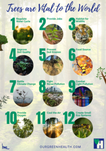 19 Reasons Why Trees are Vital to the World, including Us
