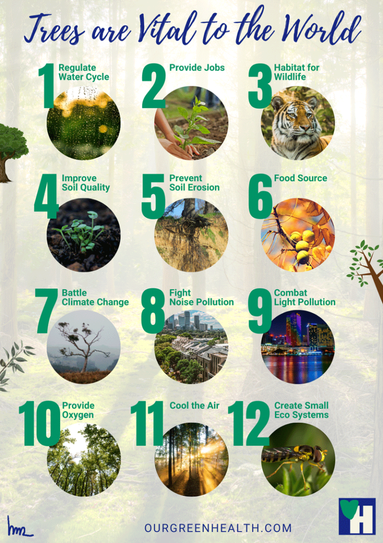19 Reasons Why Trees are Vital to the World, including Us