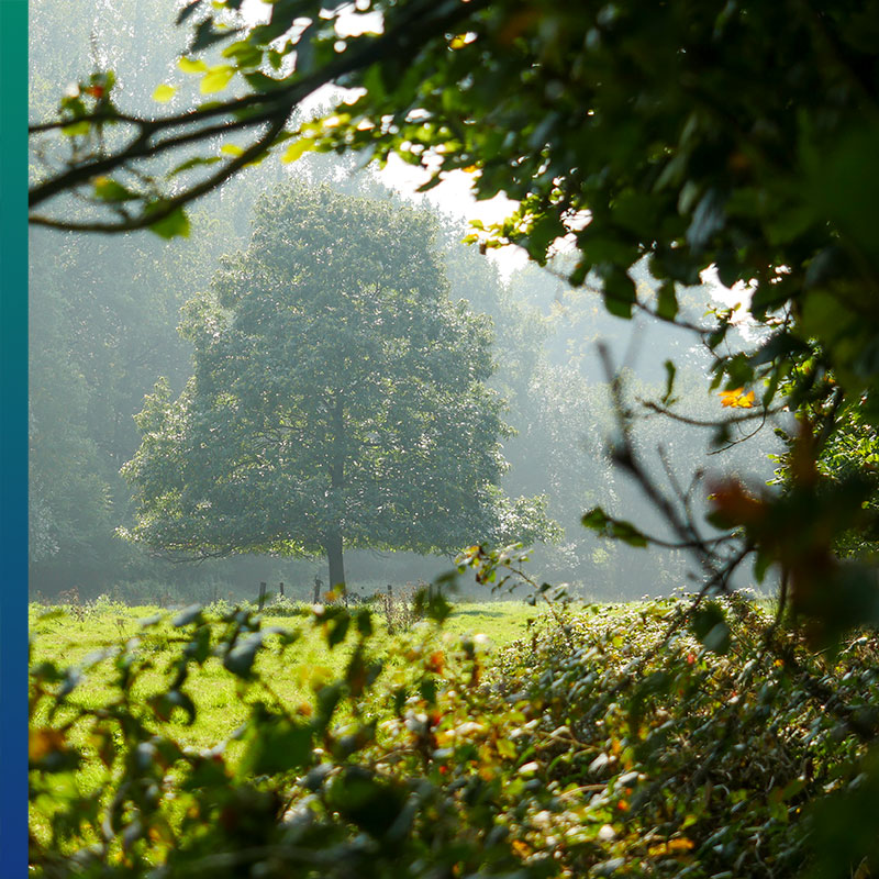 19 Reasons Why Trees are Vital to the World, including Us