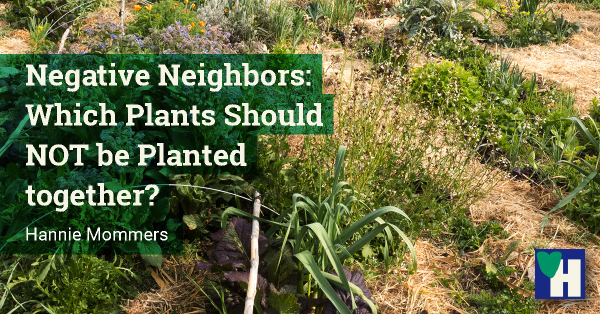 Negative Neighbors: Which Plants Should NOT be Planted together?