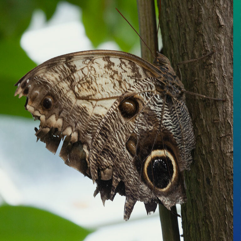 How to Attract Insects to our Garden and Support Biodiversity?