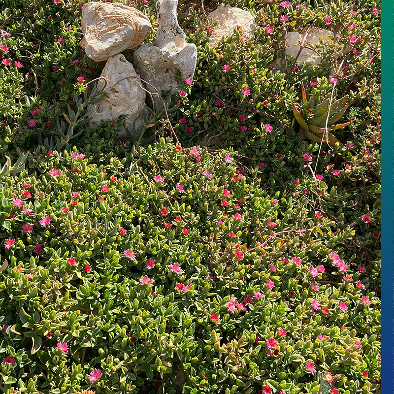 How to Attract Insects to our Garden and Support Biodiversity?