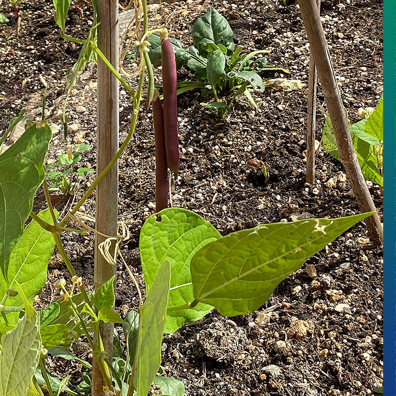 Should We Pre-Germinate Seeds or Sow Directly into the Ground?