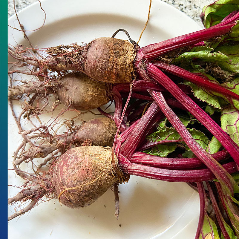 How to Convert to Organic Farming?